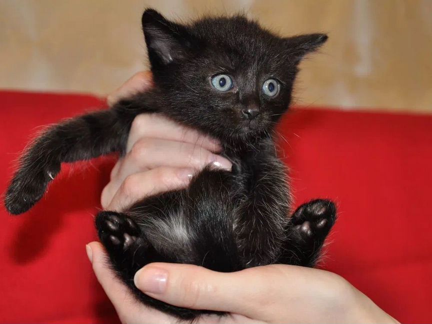 Котенок Люцик