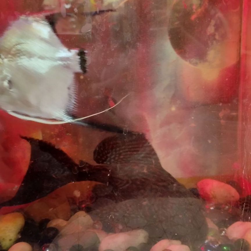 Аквариум с рыбками на 100 литров