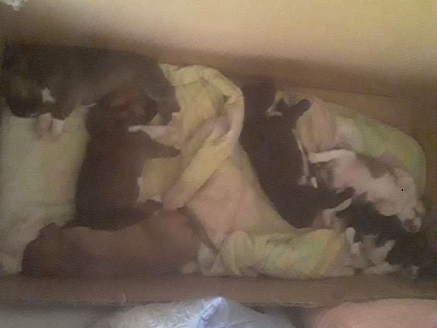 Щенки джек рассел терьер