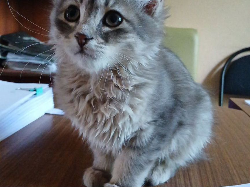 Кошка в дар