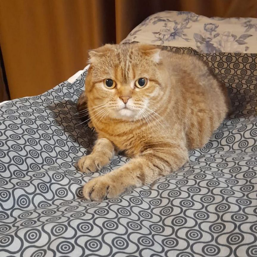 Британская вислоухая кошка