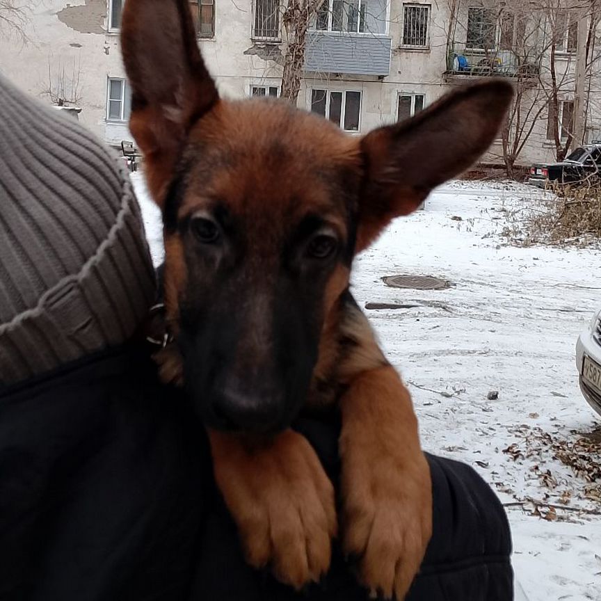 Немецкая овчарка, щенок