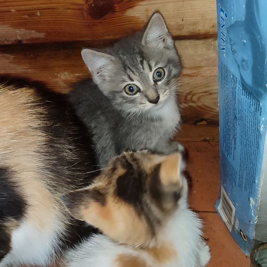 Котята в дар в добрые руки