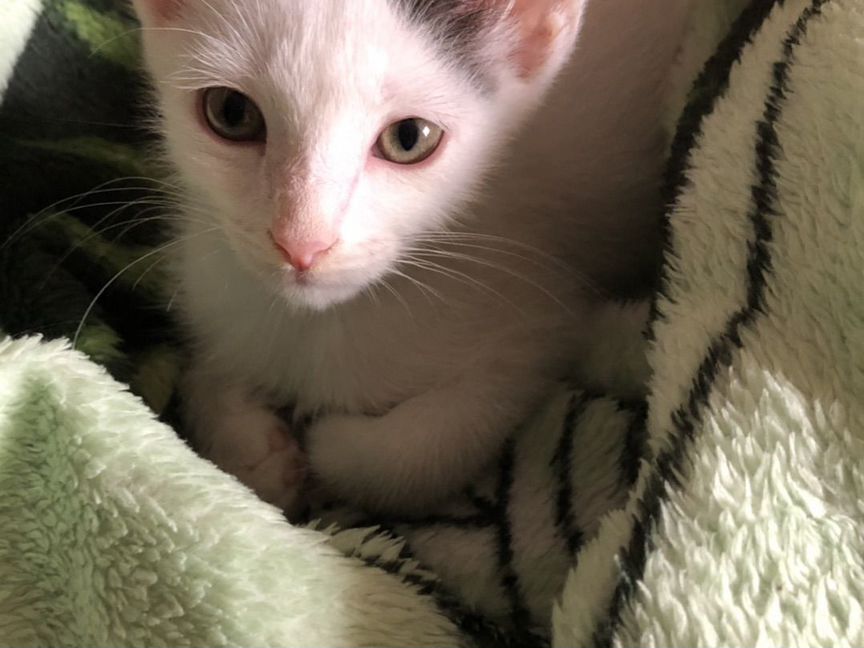 Отдам котенка в добрые руки