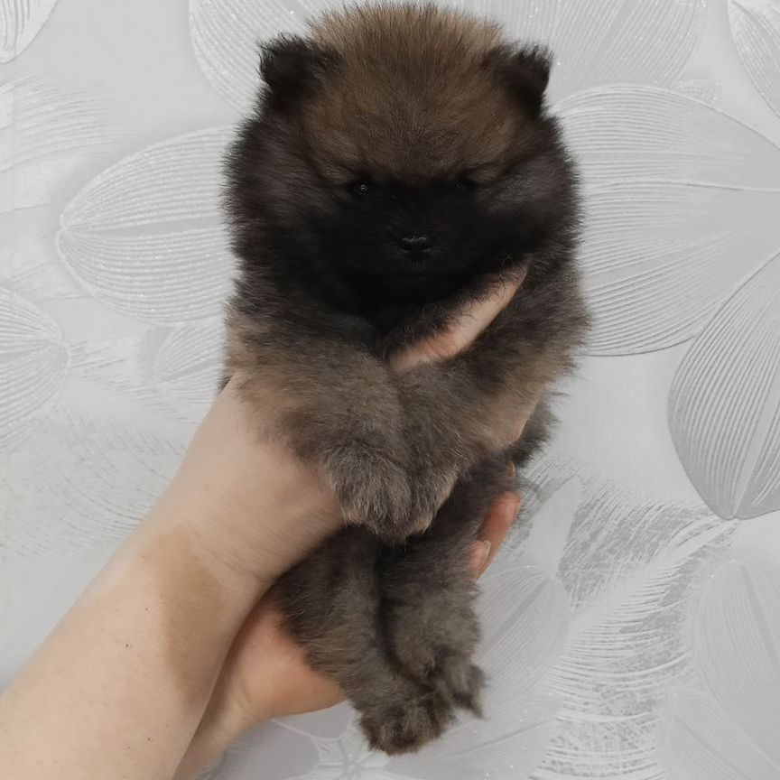 Померанский шпиц, щенок