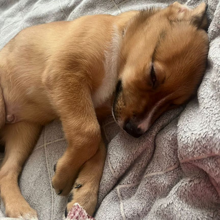 Американский стаффордширский терьер, щенок