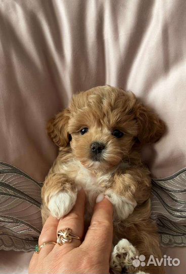 Мальтипу f1 в корейском типе девочка