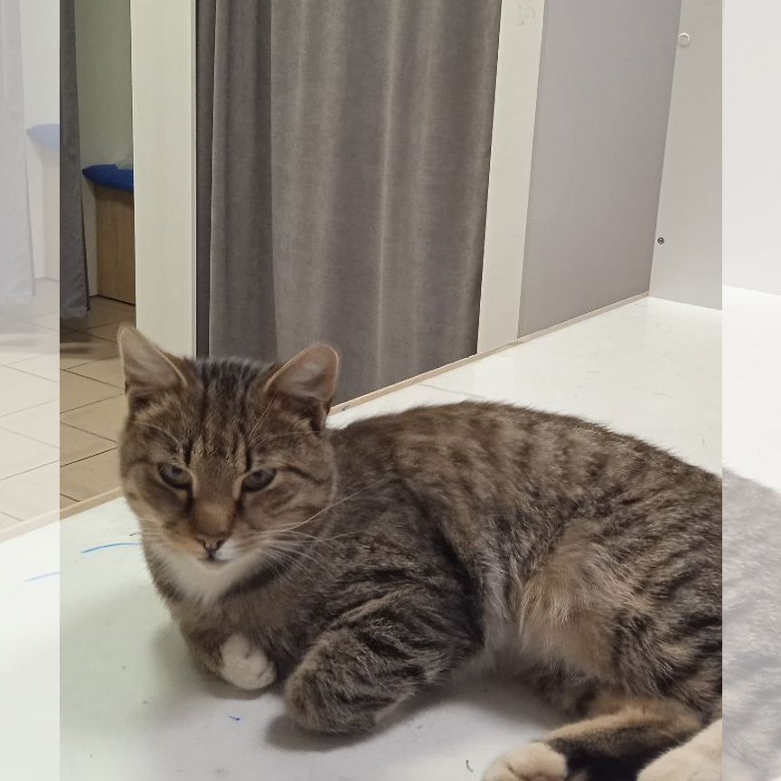 Взрослый кот в добрые руки