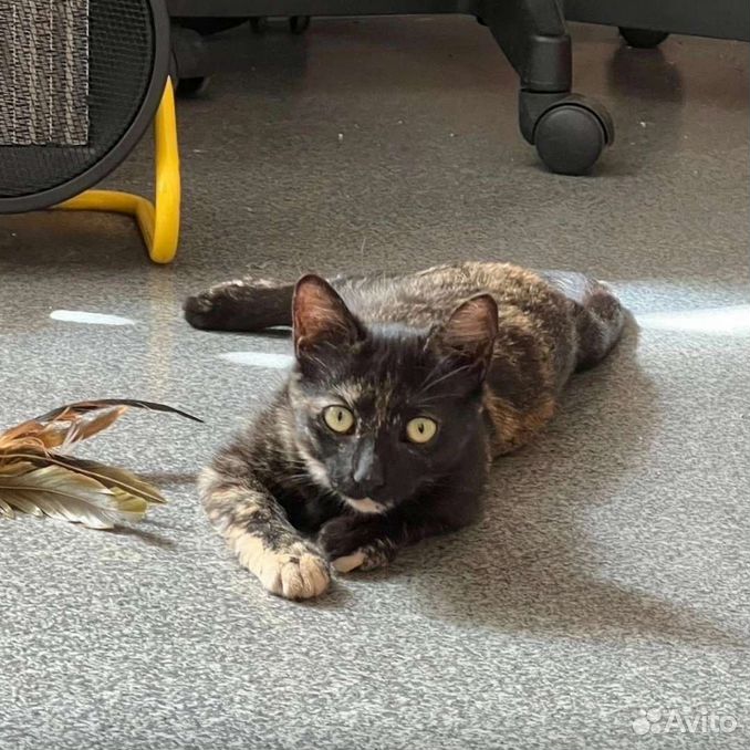 Котёнок Барбариска