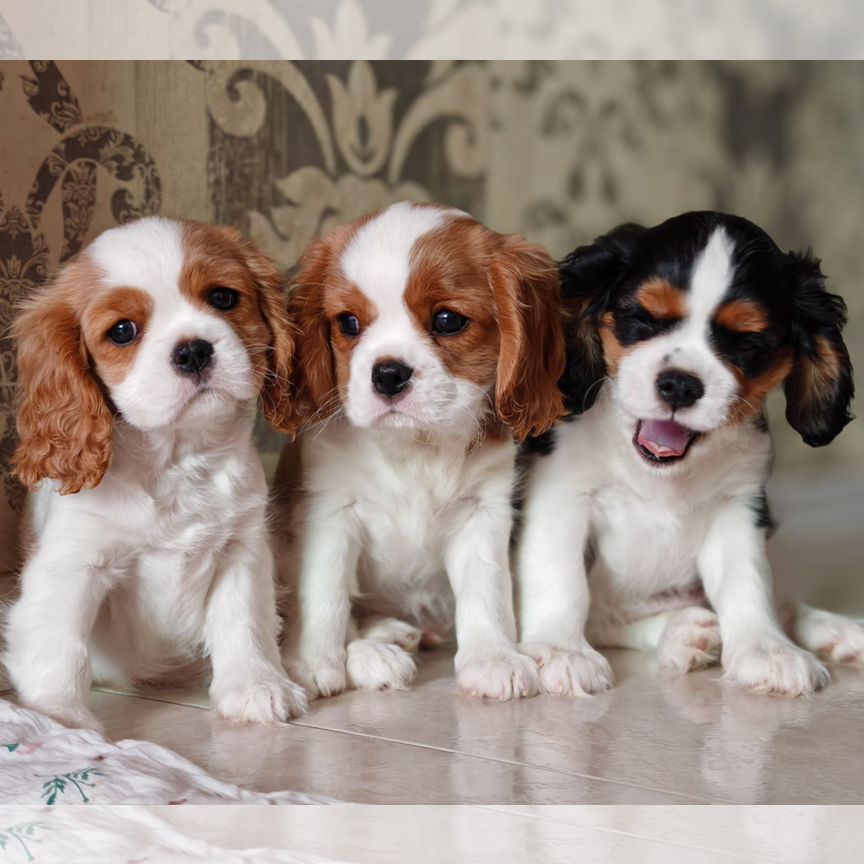 Кавалер кинг-чарльз-спаниель, щенок