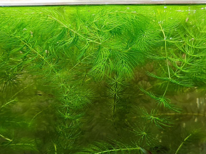 Аквариумные растения