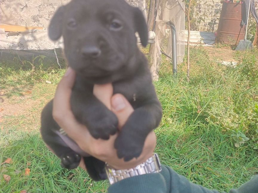 Щенок в добрые руки бесплатно помесь яктырьера