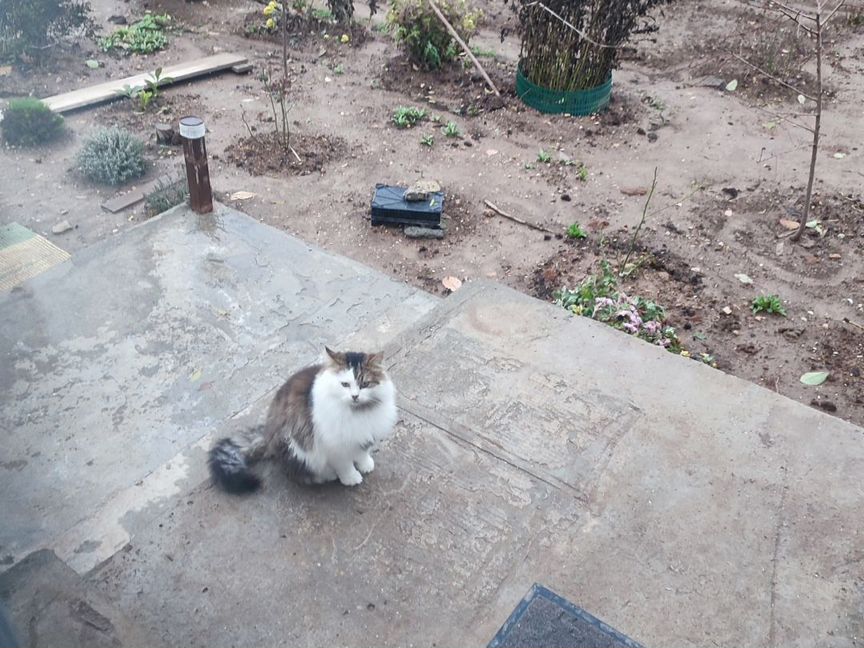 Кот бездомный в добрые руки