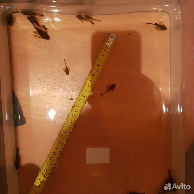 Сомики Анцитрус вуалевый Зеленый дракон