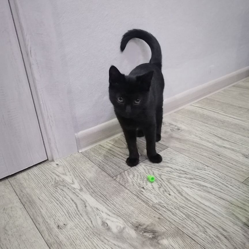 Кот черный 3 мес