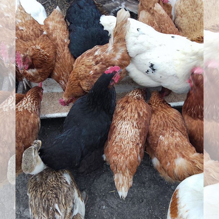 Продам петухов,уток