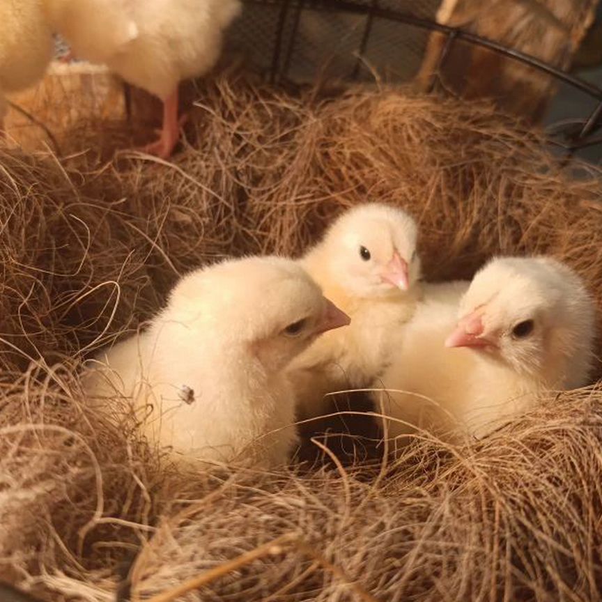 Цыплята бройлеры росс 308