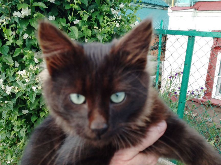 Черный котенок в добрые руки