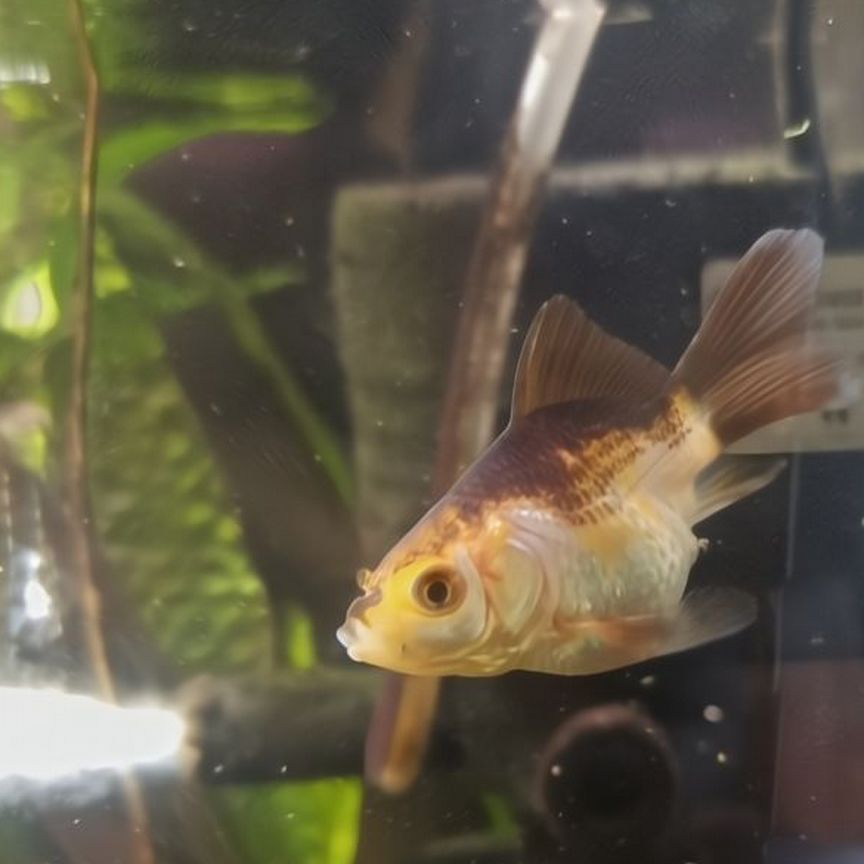 Малек золотого карася