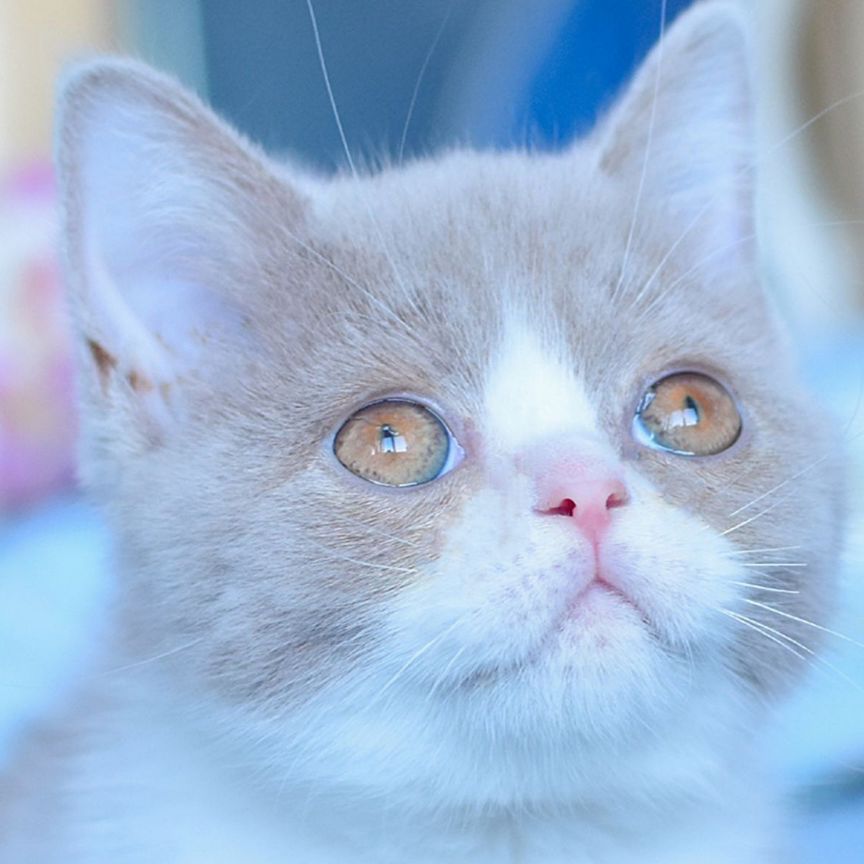 Британский короткошёрстный котёнок