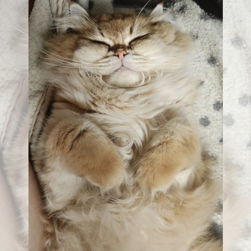 Британский длинношёрстный, взрослый кот