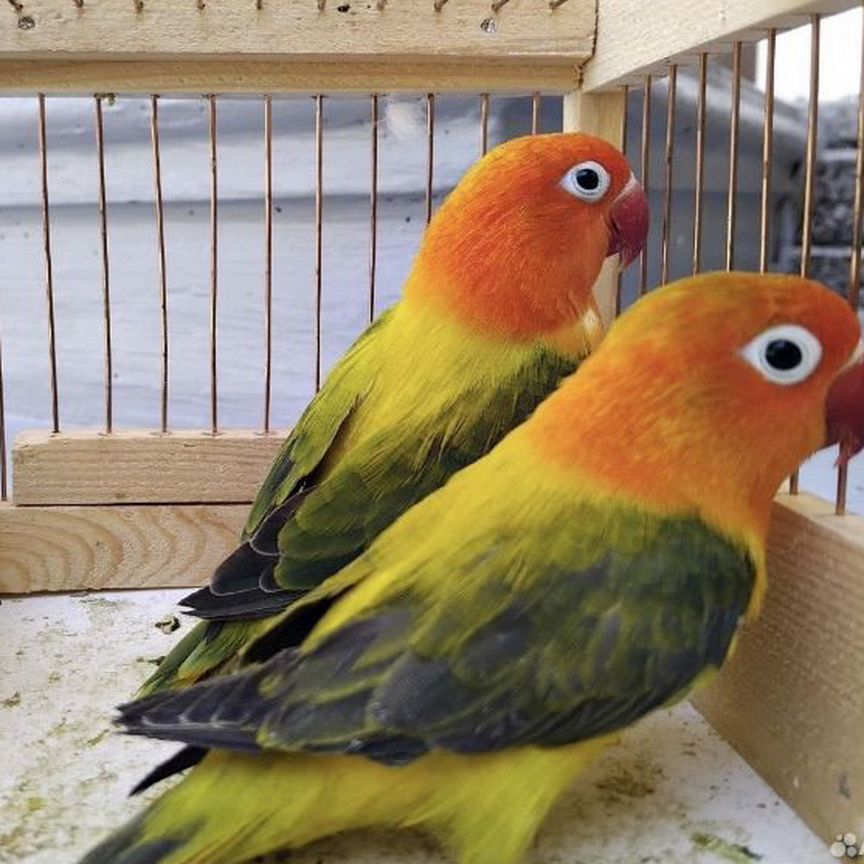 Попугаи неразлучники редких окрасов