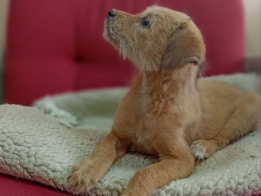 Щенок миниатюрная красотка