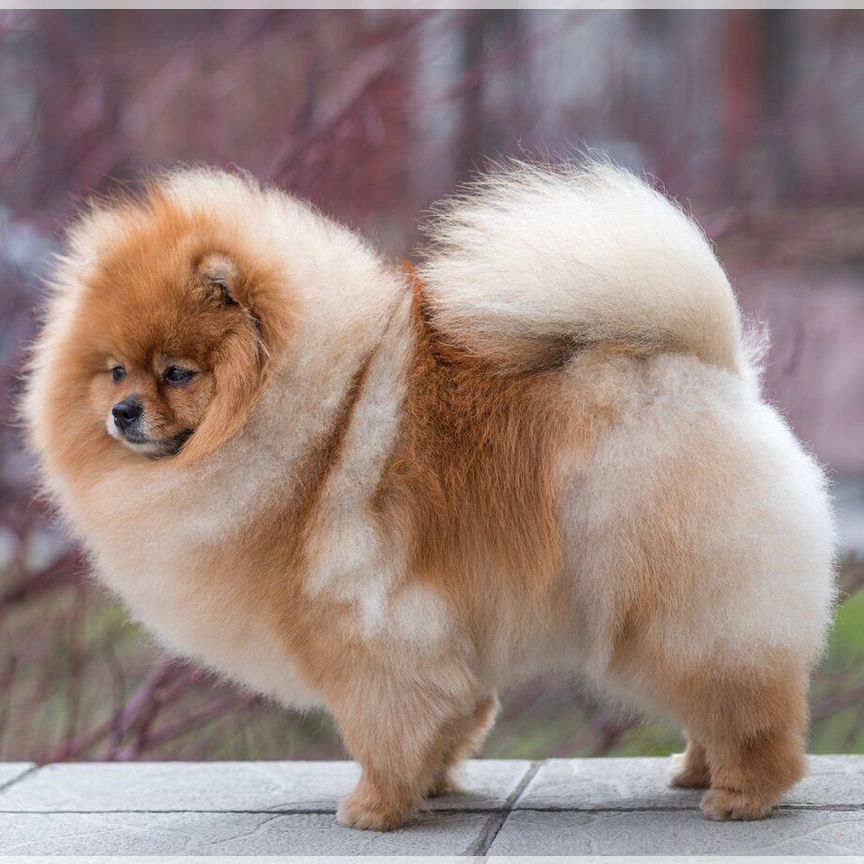 Померанский шпиц, взрослый пёс