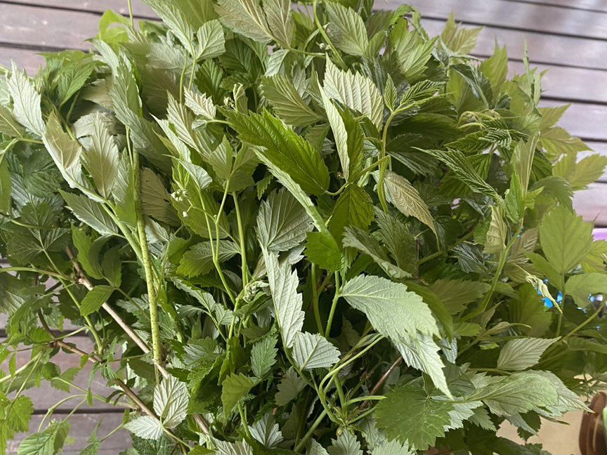 Листья дуба, малины. Корм для палочников