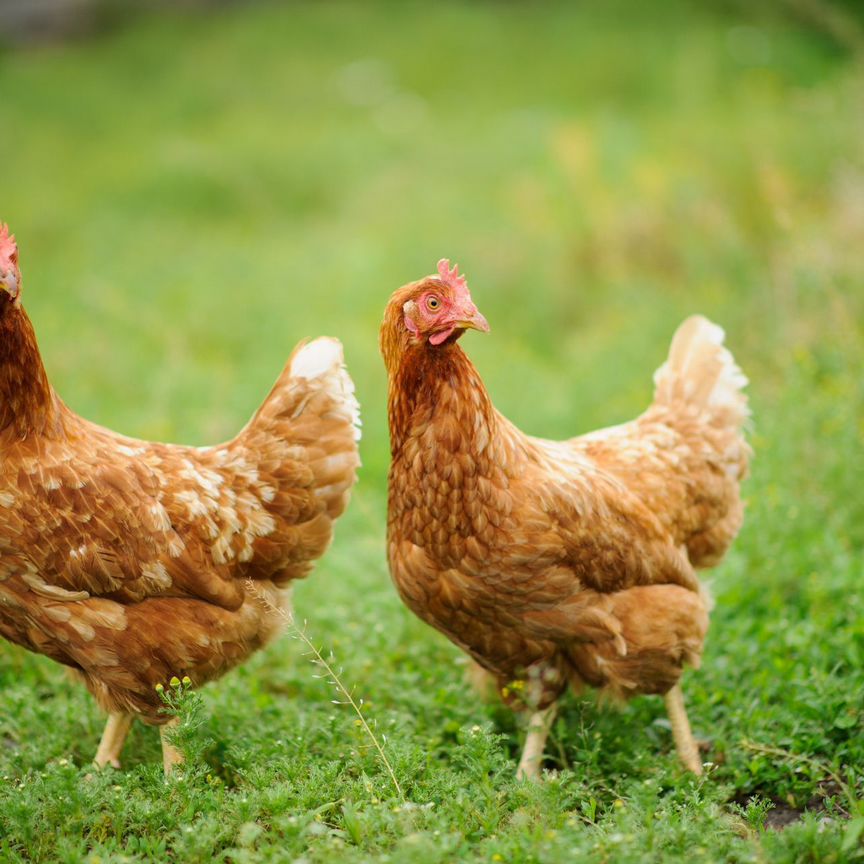 Куры несушки