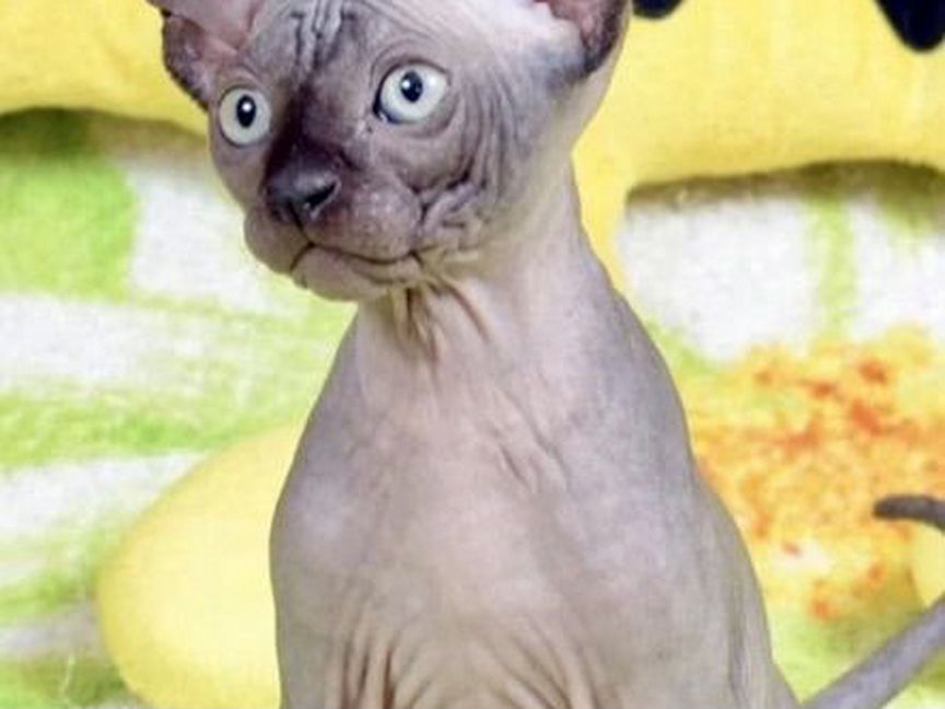 Канадский сфинкс котики черныш для вас