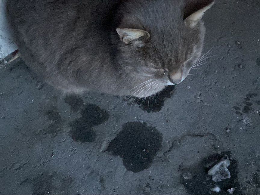 Кошка