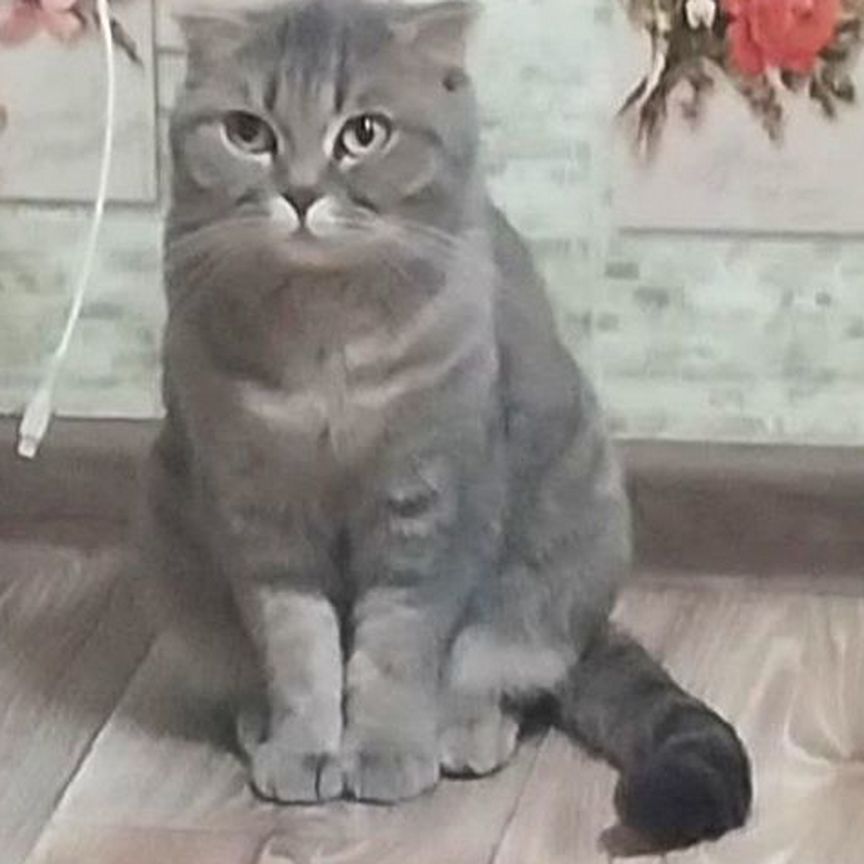 Шотландская вислоухая короткошёрстная, взрослая кошка