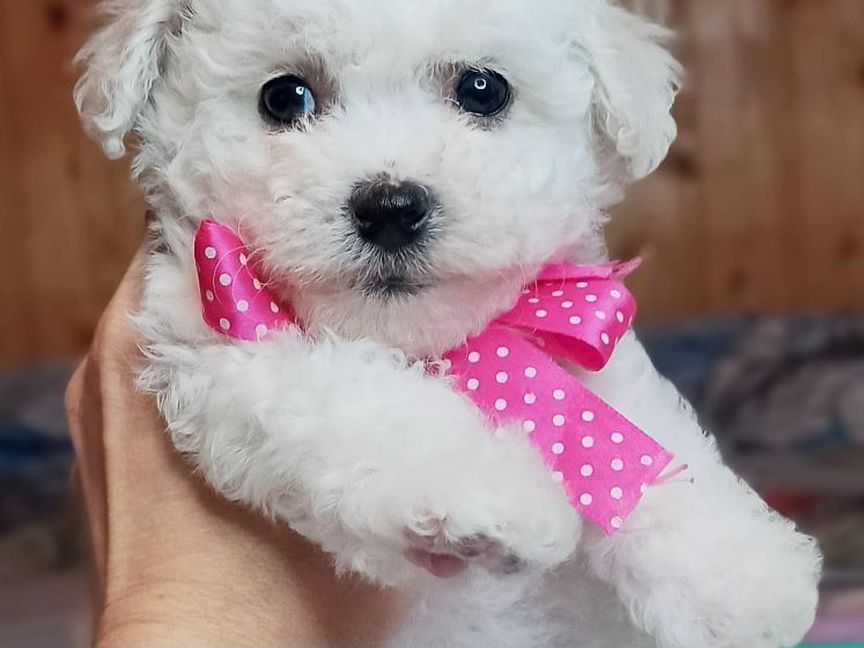 Бишон фризе