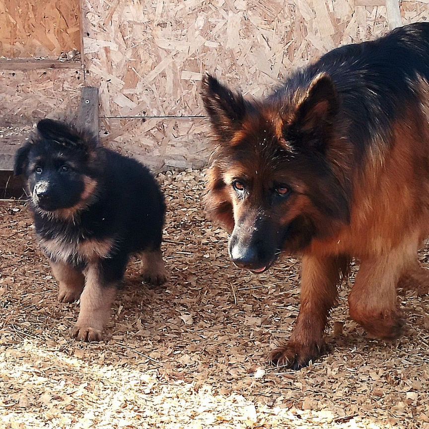 Щенки длинношёрстной немецкой овчарки