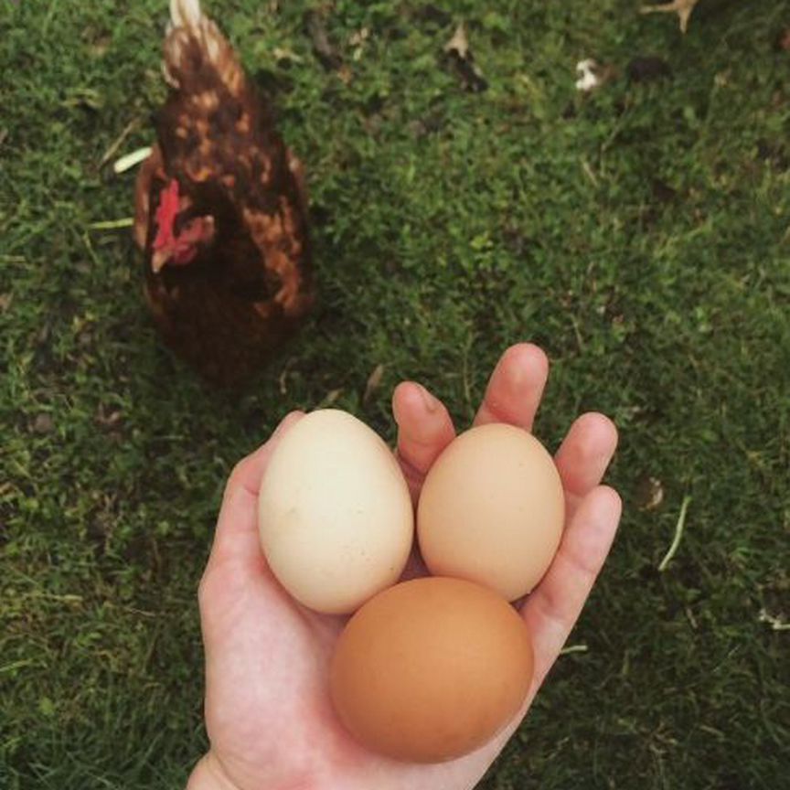 Инкубационное яйцо кобб 500