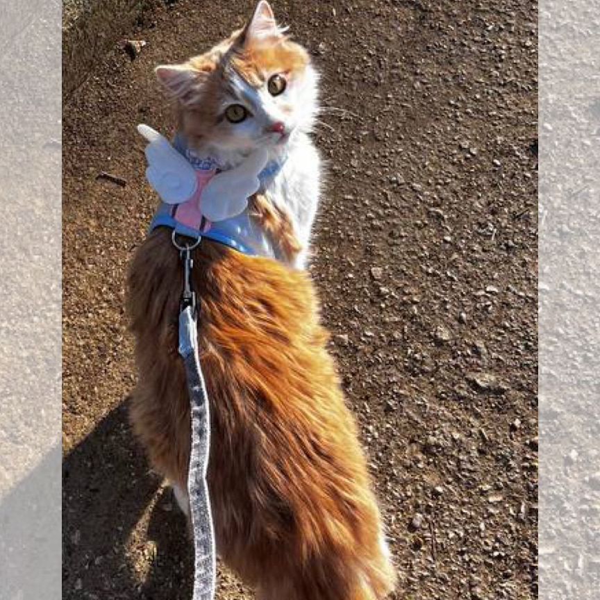 Домашние животные котята бесплатно