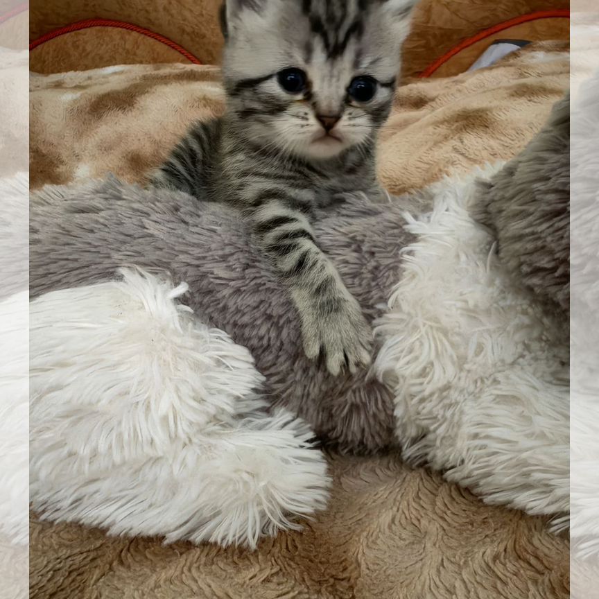 Шотландские котята