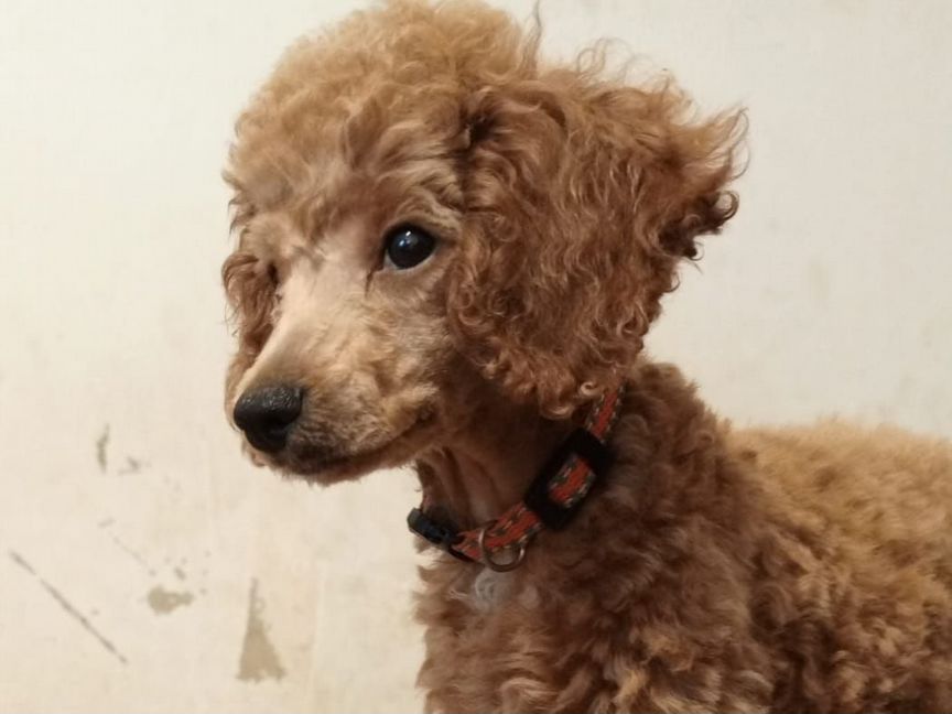 Щенок миниатюрного пуделя