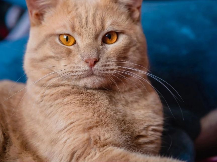 Кот