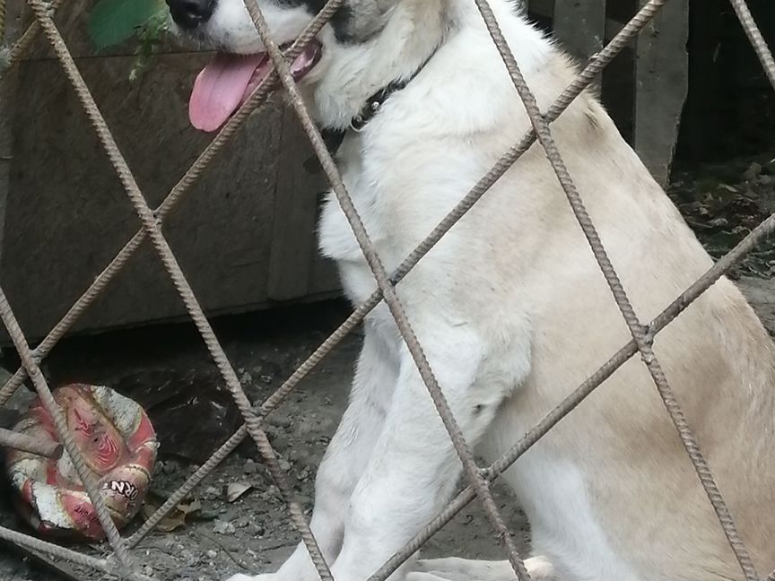 Среднеазиатская овчарка алабай в добрые руки