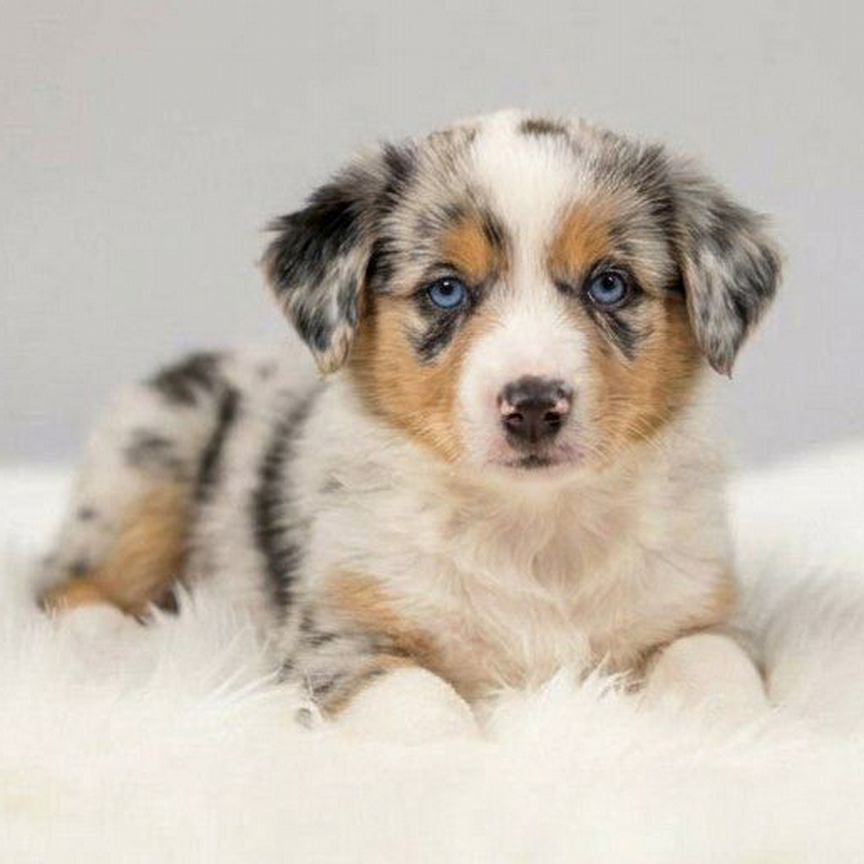 Вельш Корги Кардиган, щенок