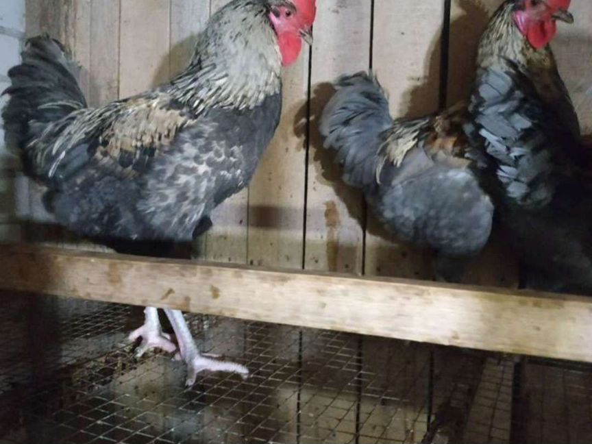 Петух Гриз бар