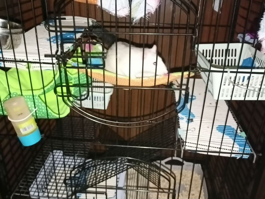 Клетка для грызунов triol