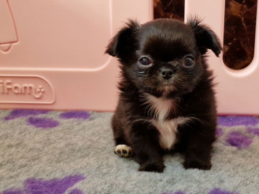 Чихуахуа мальчик супер мини