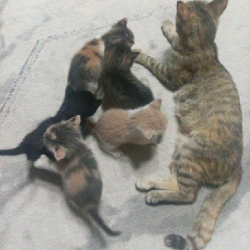 Кошки в добрые руки бесплатно