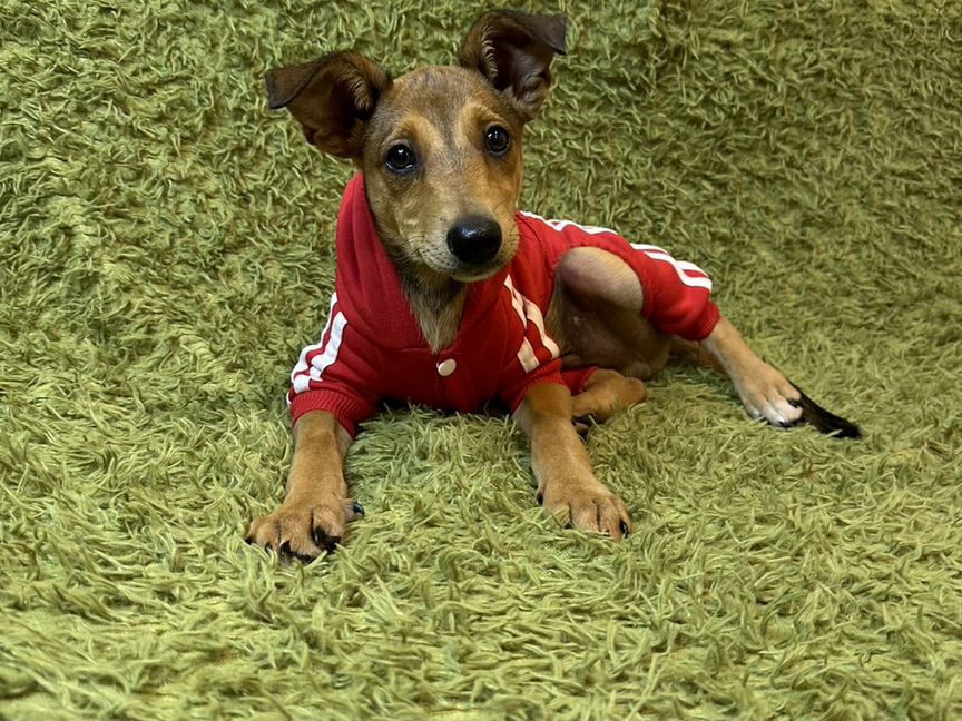 Щенок в добрые руки