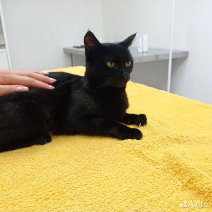 Очень ласковая красавица девочка ищет дом