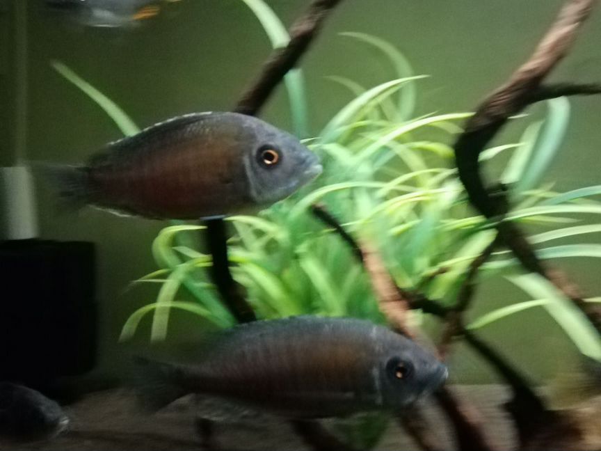 Каданго стая