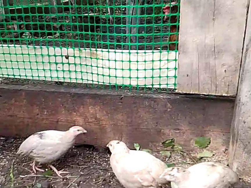 Перепела радонежские